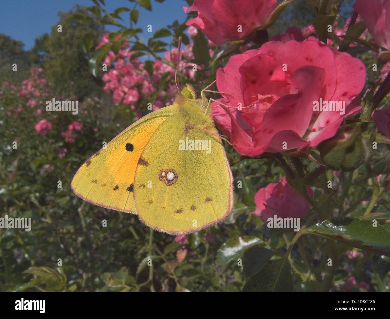 Common rose butterflies hi-res stock photography and images - Alamy