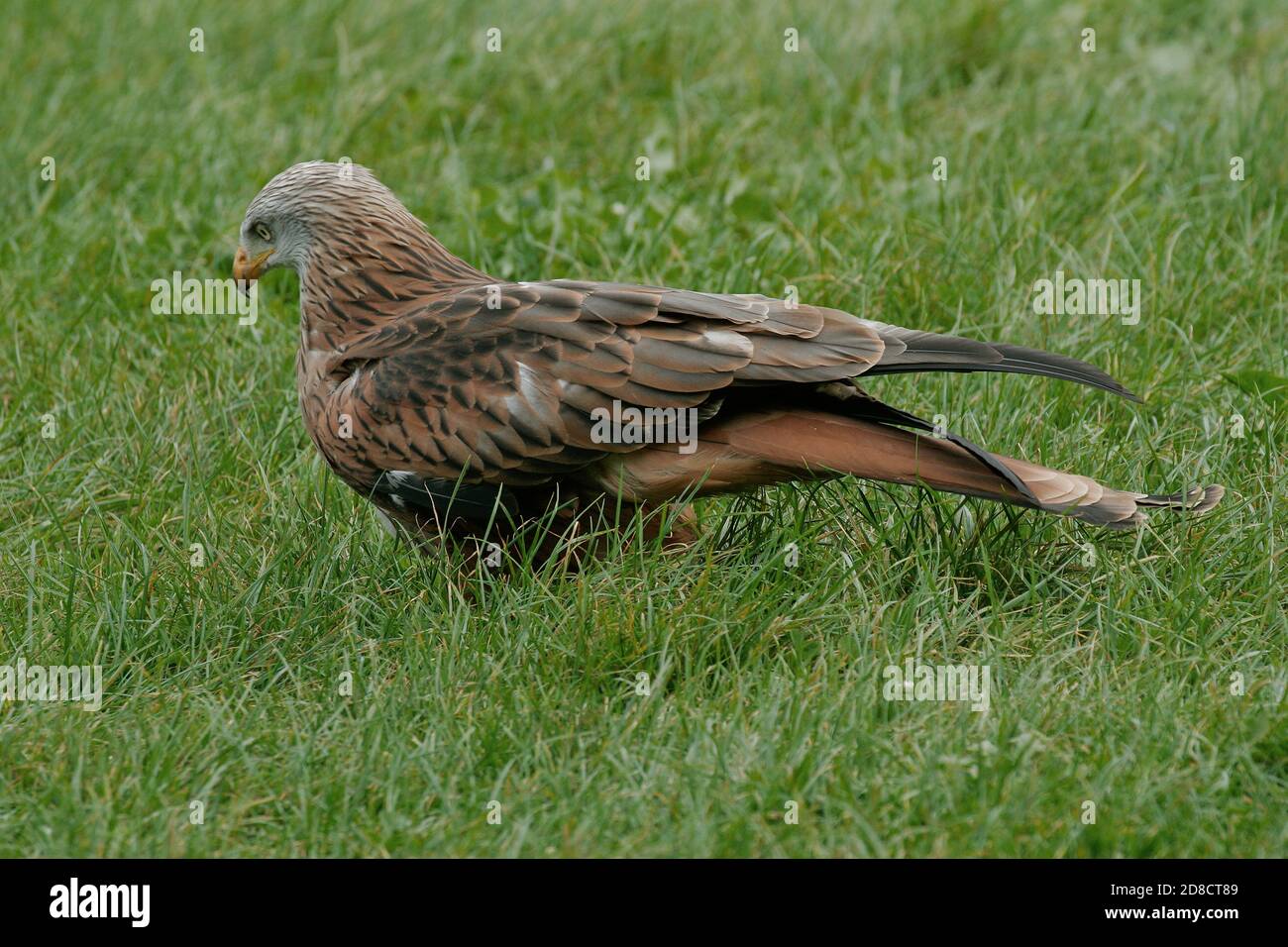 Perching Red Kite High Resolution Stock Photography and Images - Alamy