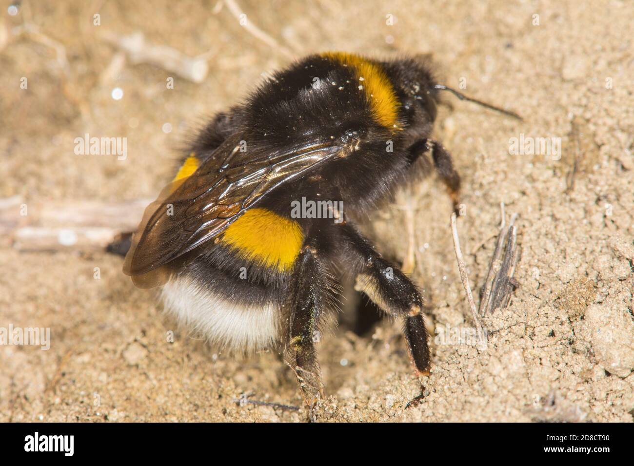 buff-tailed bumble bee (Bombus terrestris), queen on sandy ground ...