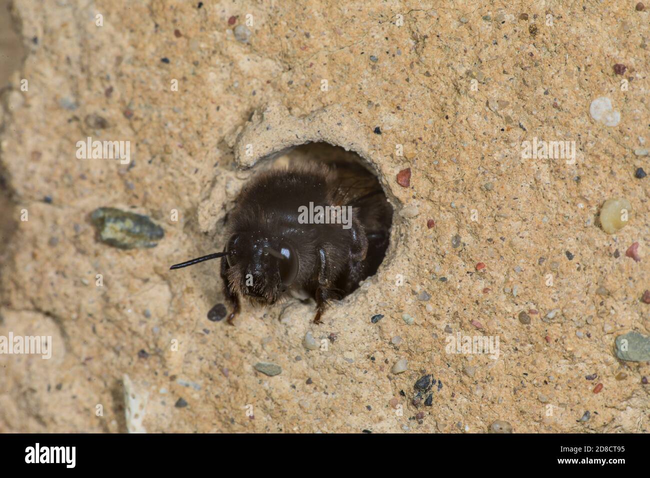 Anthophora plagiata hi-res stock photography and images - Alamy