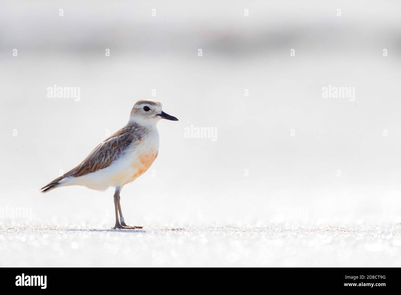 Red breasted plovers hi-res stock photography and images - Alamy