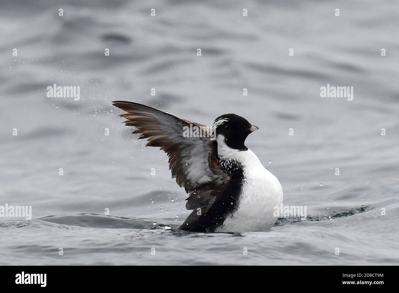ancient murrelet (Synthliboramphus antiquus), swimming in pacific ocean ...