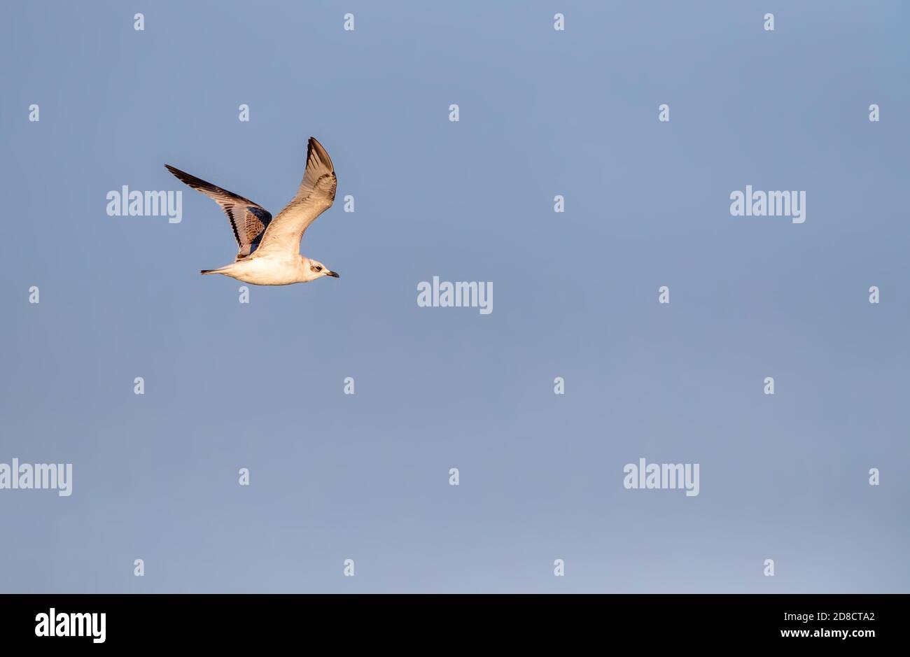 mediterranean gull (Ichthyaetus melanocephalus, Larus melanocephalus ...