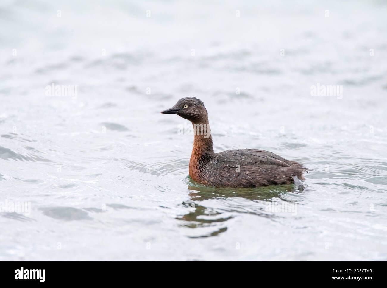 New Zealand Grebe, New Zealand dabchick, Weweia (Poliocephalus ...