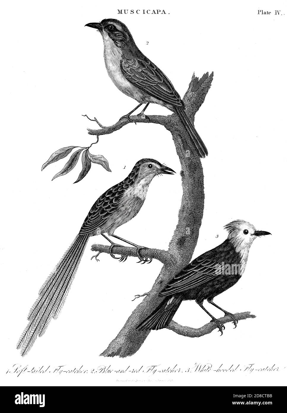 African woodland birds Cut Out Stock Images & Pictures - Alamy