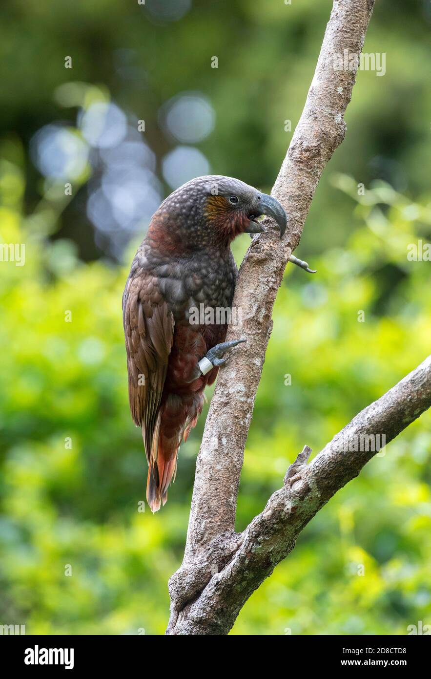 North island kaka (Nestor meridionalis septentrionalis), beringed bird ...