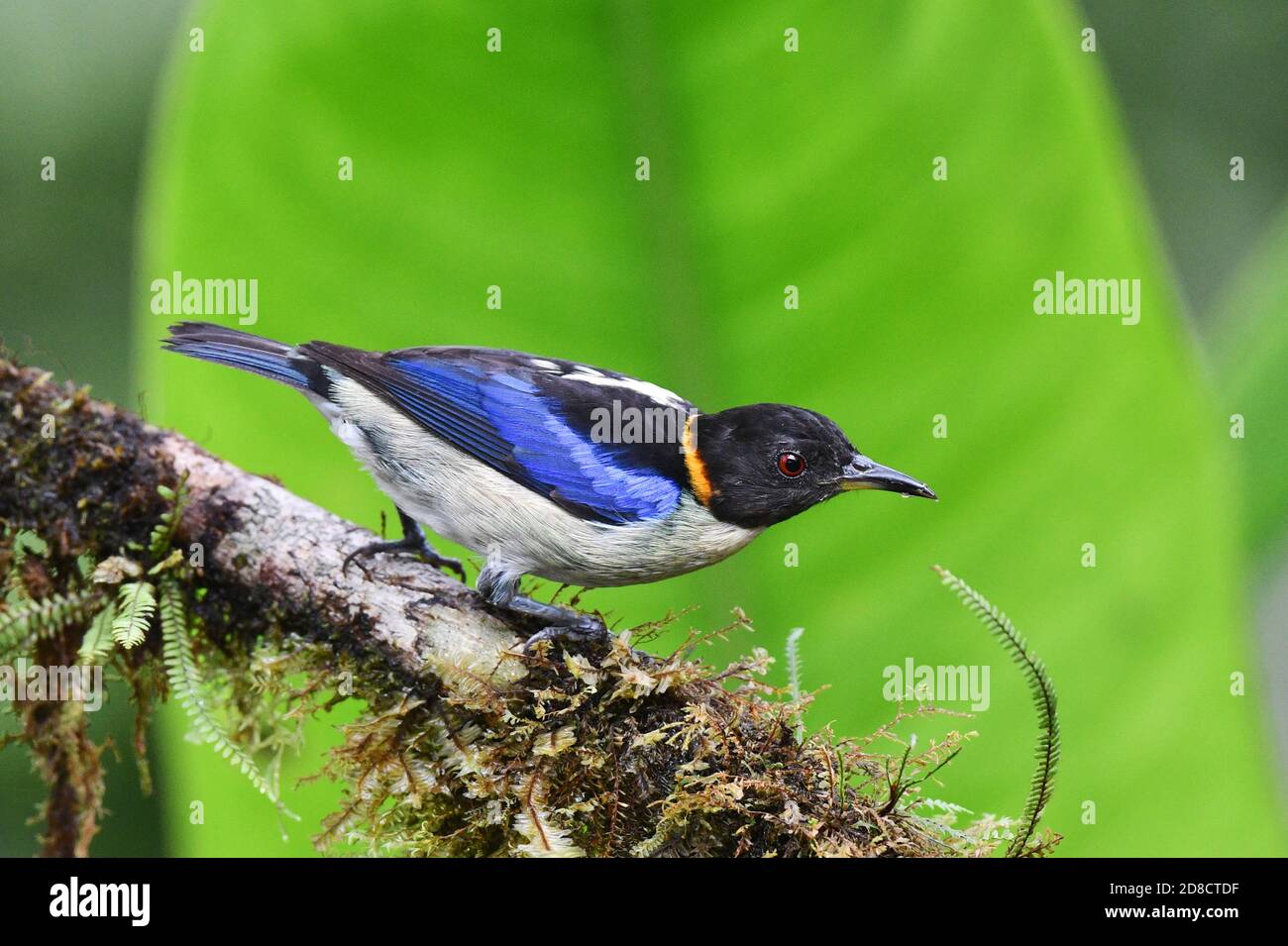 Golden collared honeycreepers hi-res stock photography and images - Alamy