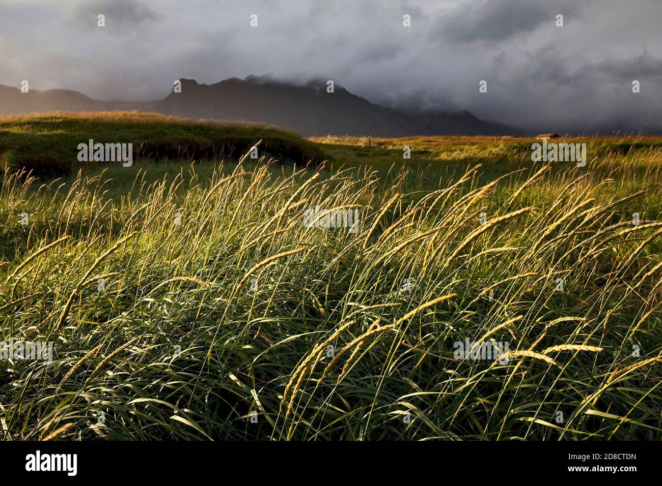 beach grass, European beachgrass, marram grass, psamma, sea sand-reed ...