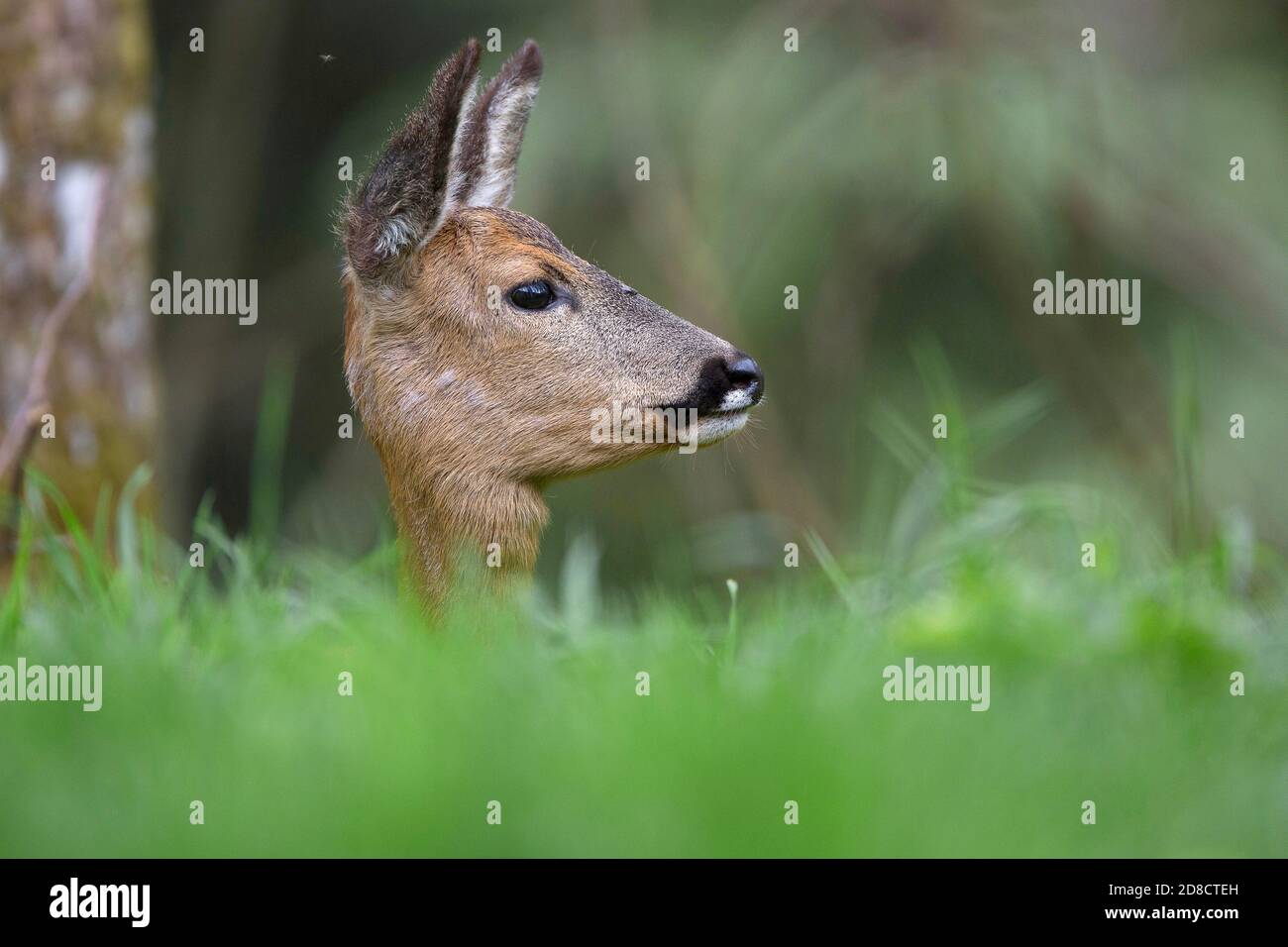 roe deer (Capreolus capreolus), doe, portrait, Belgium Stock Photo - Alamy