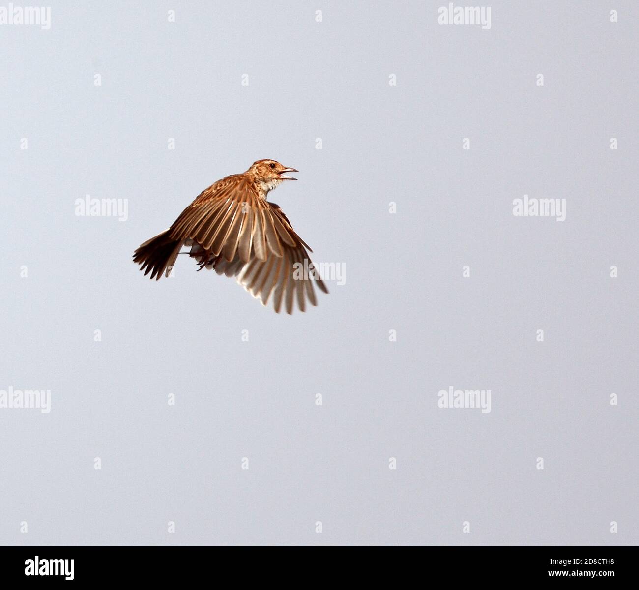 Sidamo Lark, Liben Lark (Heteromirafra archeri sidamoensis, Heteromirafra sidamoensis ), in ...