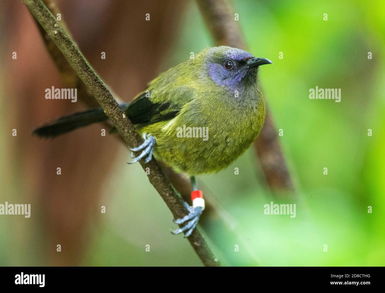 New Zealand bellbird, Korimako, Makomako (Anthornis melanura), bringed ...