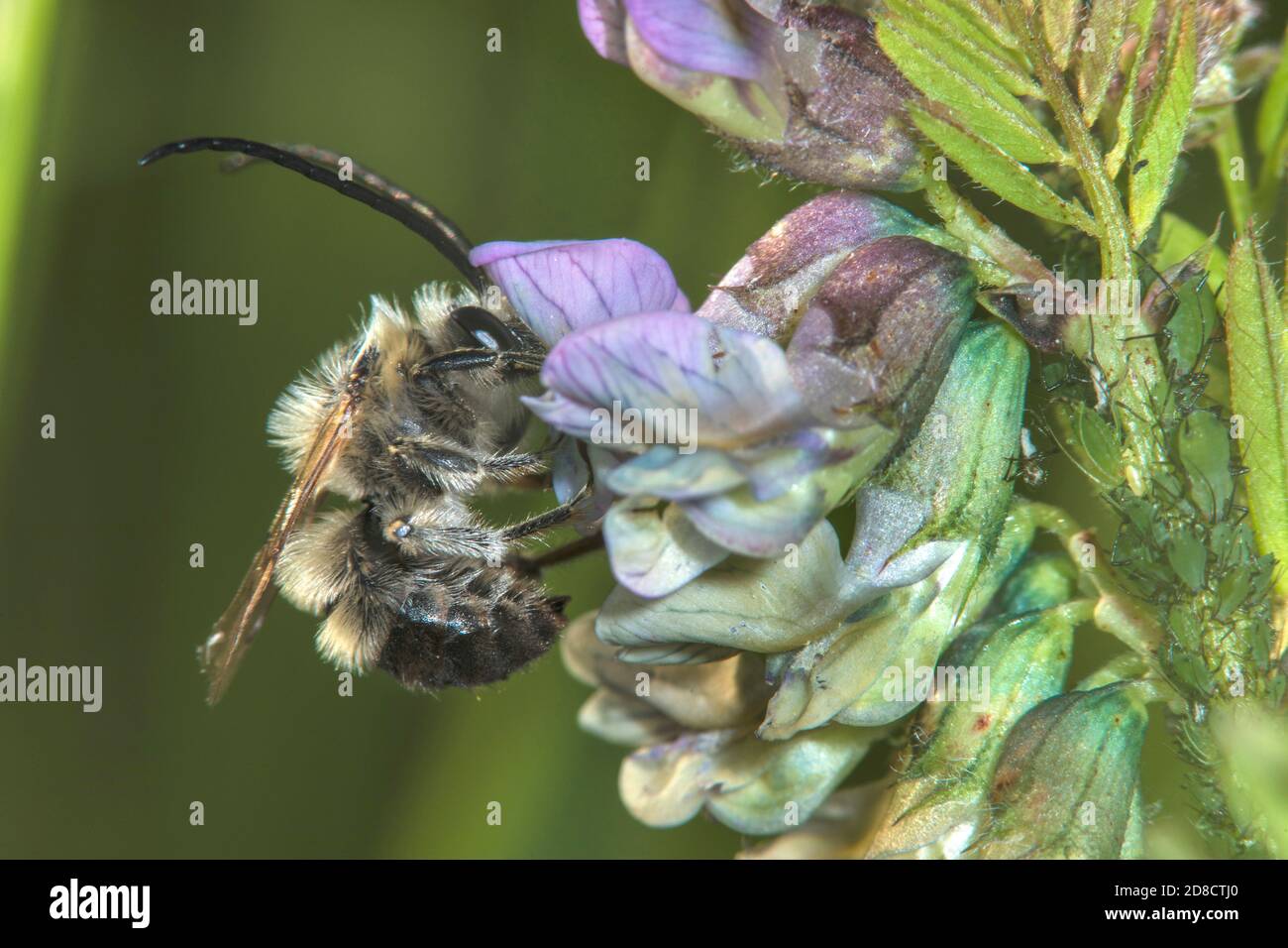 Long horned bee europe hi-res stock photography and images - Alamy