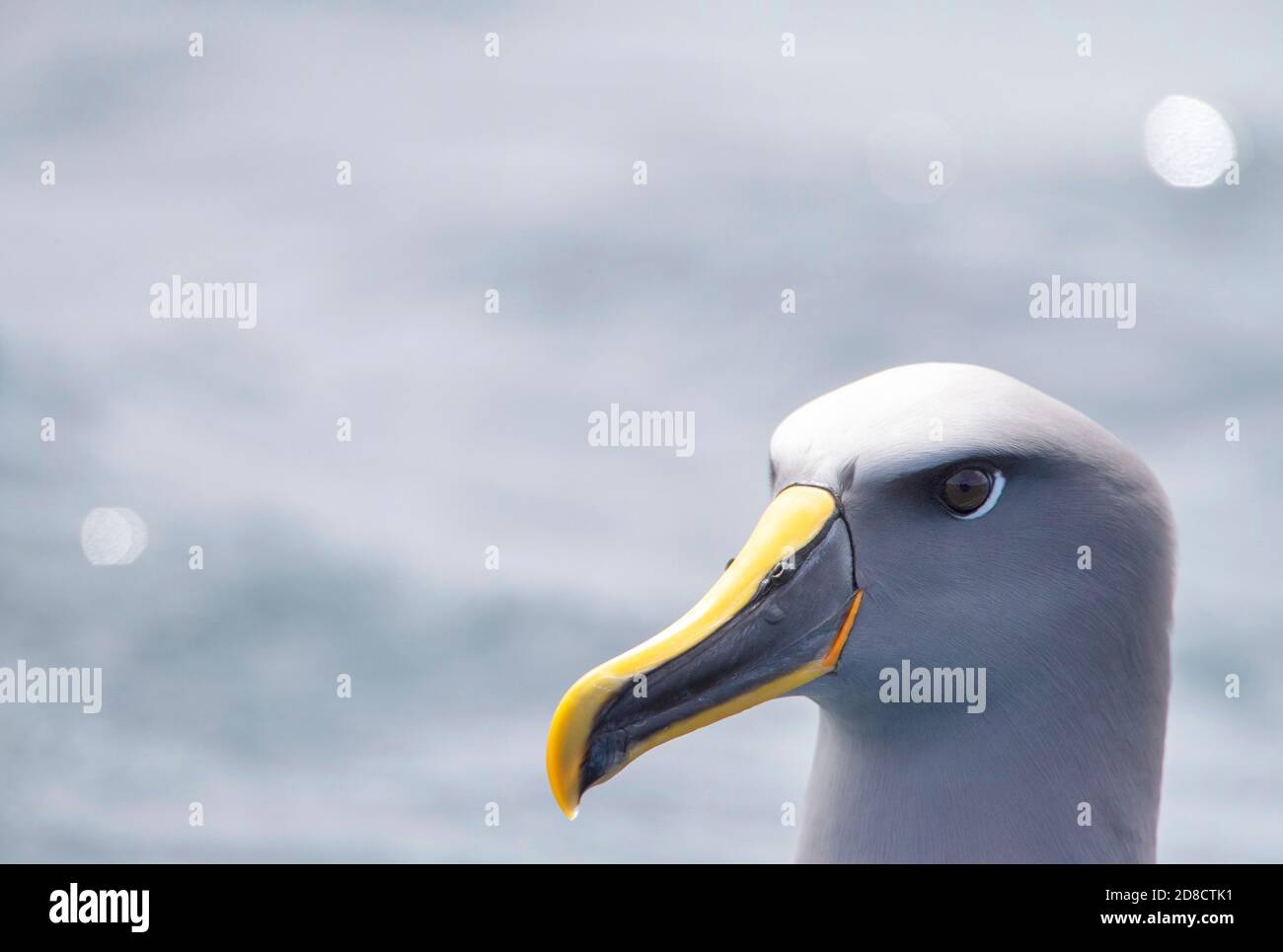 Northern Buller's Albatross, Buller's albatross, Buller's mollymawk ...