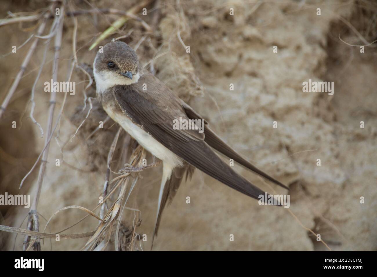 sand martin (Riparia riparia), perching at a steep face with breeding ...
