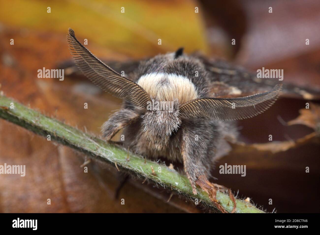 December moth (Poecilocampa populi), front view, Germany Stock Photo ...
