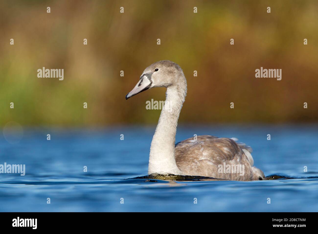 Swan and immature swan swimming hi-res stock photography and images - Alamy