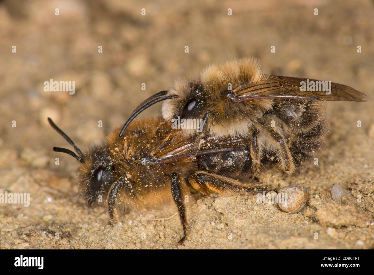 Colletes cunicularius mating hi-res stock photography and images - Alamy