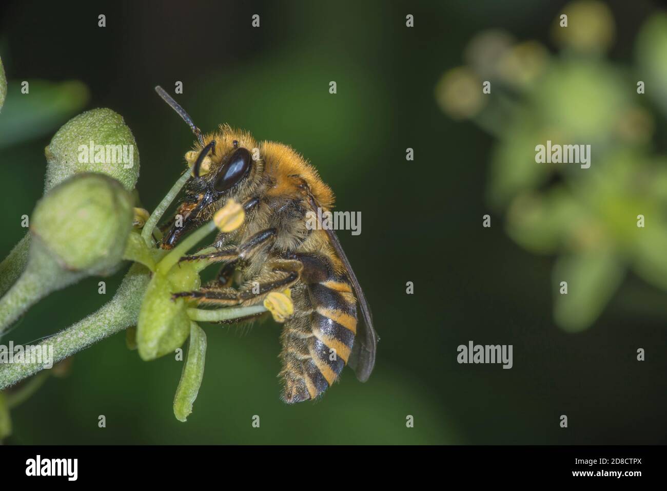 ivy bee (Colletes hederae), on ivy flowers, Germany Stock Photo - Alamy