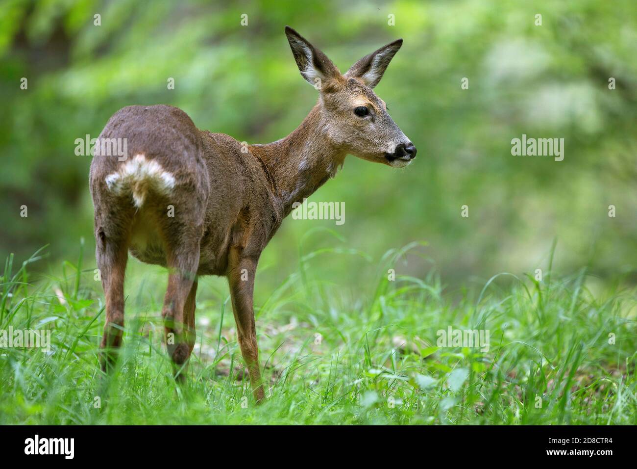 roe deer (Capreolus capreolus), standing in a forest meadow, Belgium ...