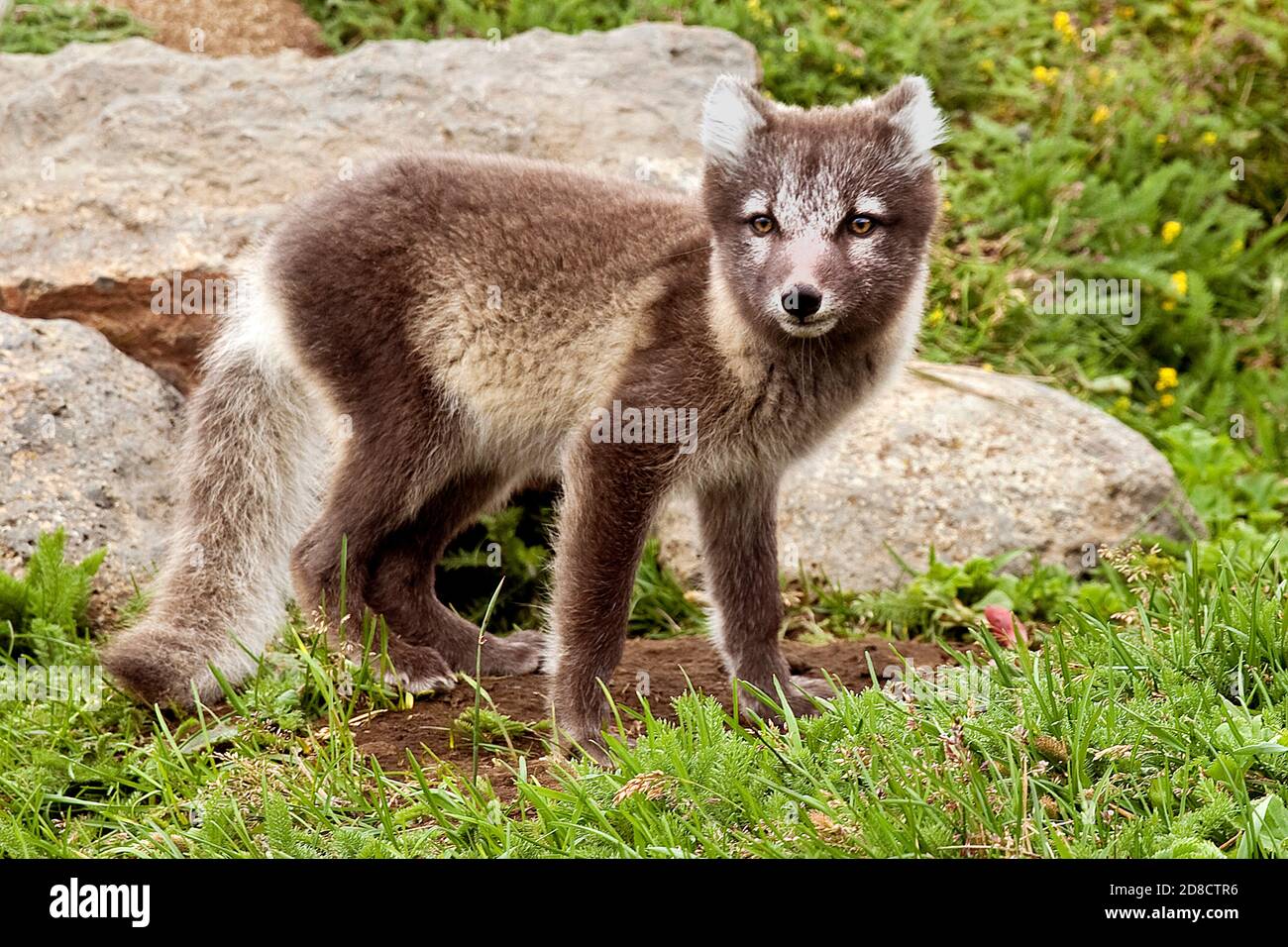 Brown Arctic Fox
