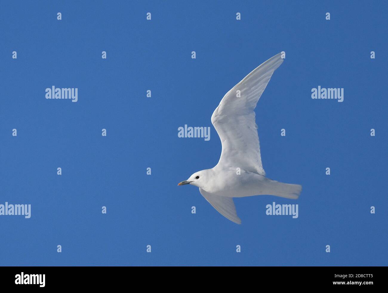 ivory gull (Pagophila eburnea), in flight at blue sky, Norway, Svalbard ...