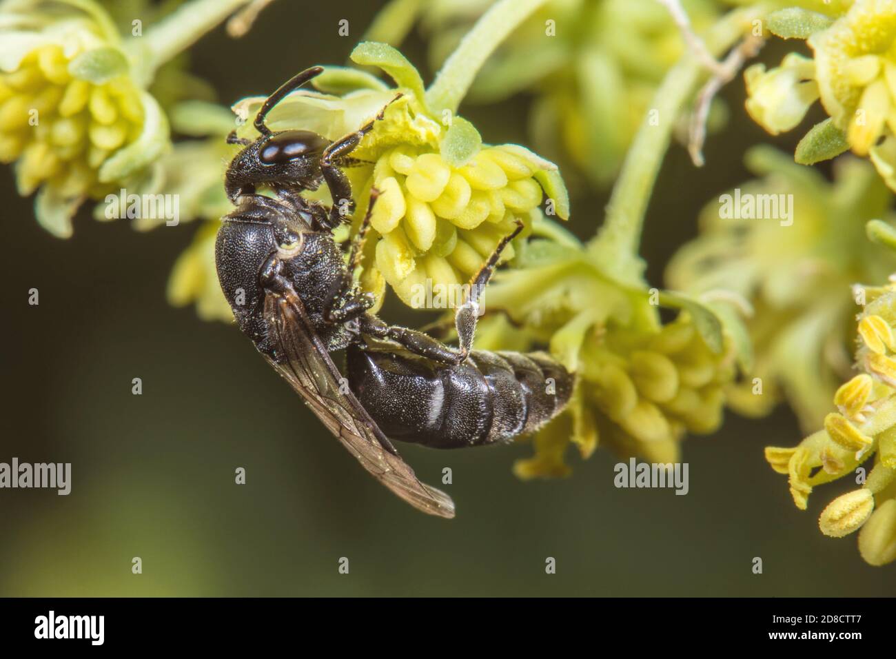 Hylaeus bee (Hylaeus signatus), on Reseda flowers, Germany Stock Photo ...