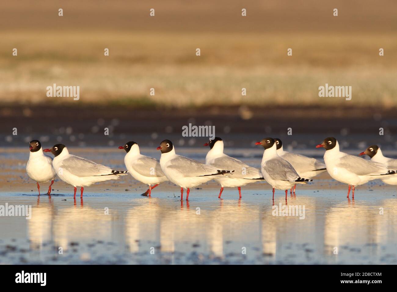relict gull (Ichthyaetus relictus, Larus relictus), adult birds ...