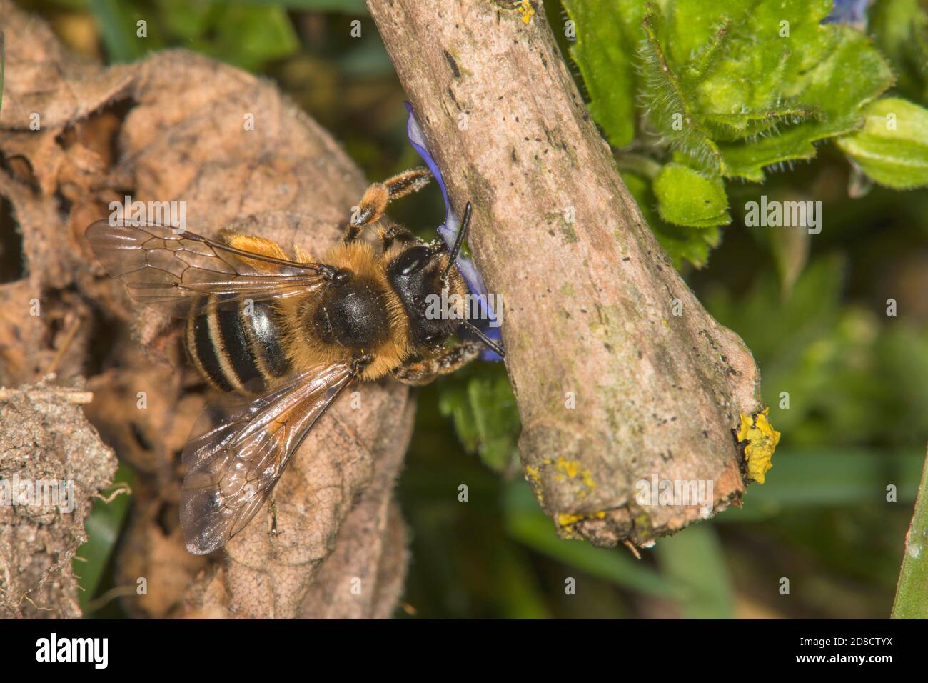 Yellow-legged Mining-bee (Andrena flavipes), at a twig, Germany Stock ...