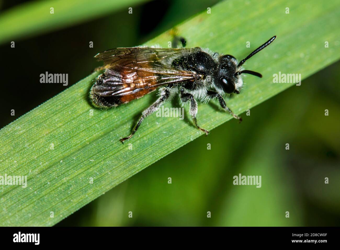 Red-girdled Mining-bee (Andrena labiata, Andrena cingulata), sits on a ...