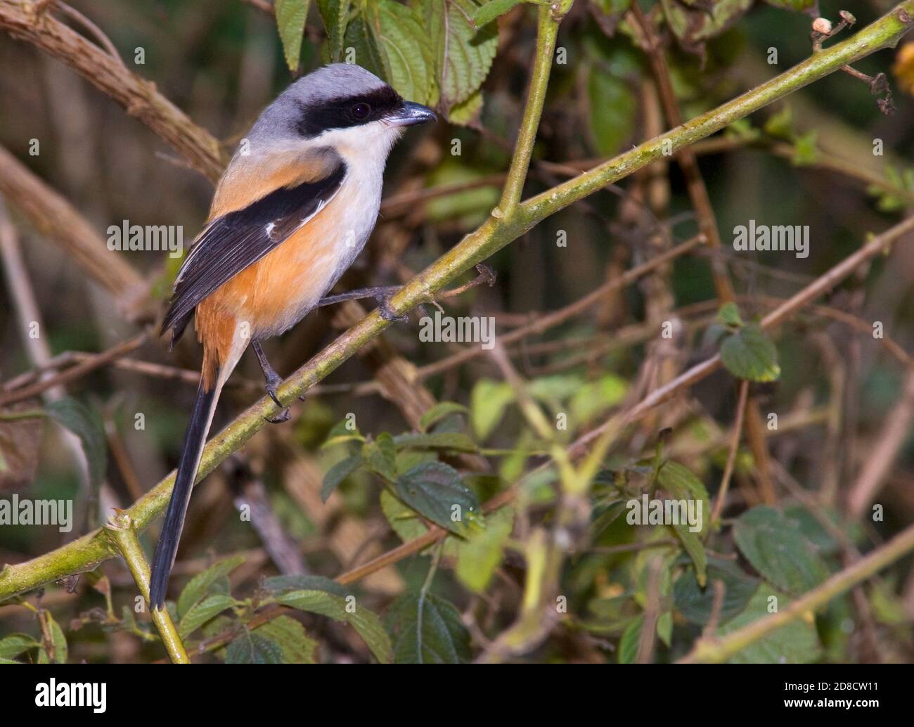 Long-tailed Shrike, Rufous-backed Shrike (Lanius schach erythronotus), perched on a branch ...
