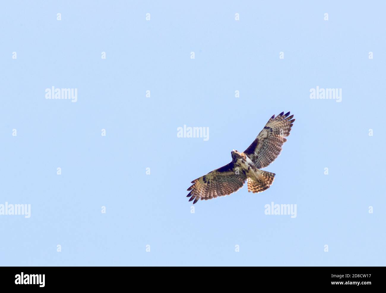 Madagascar buzzard (Buteo brachypterus), soaring overhead, Madagascar ...
