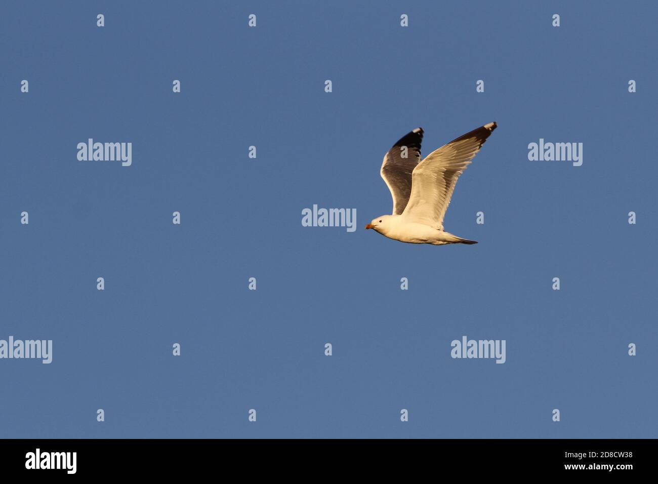 Vega gulls hi-res stock photography and images - Alamy