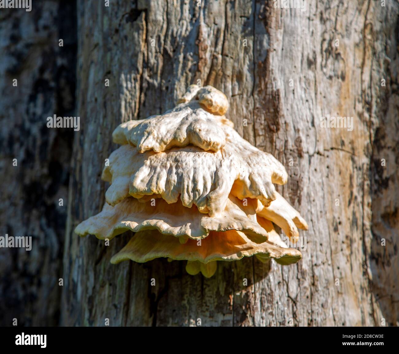 Chicken in the Woods fungus, Laetiporus sulphureus, growing on dead ...