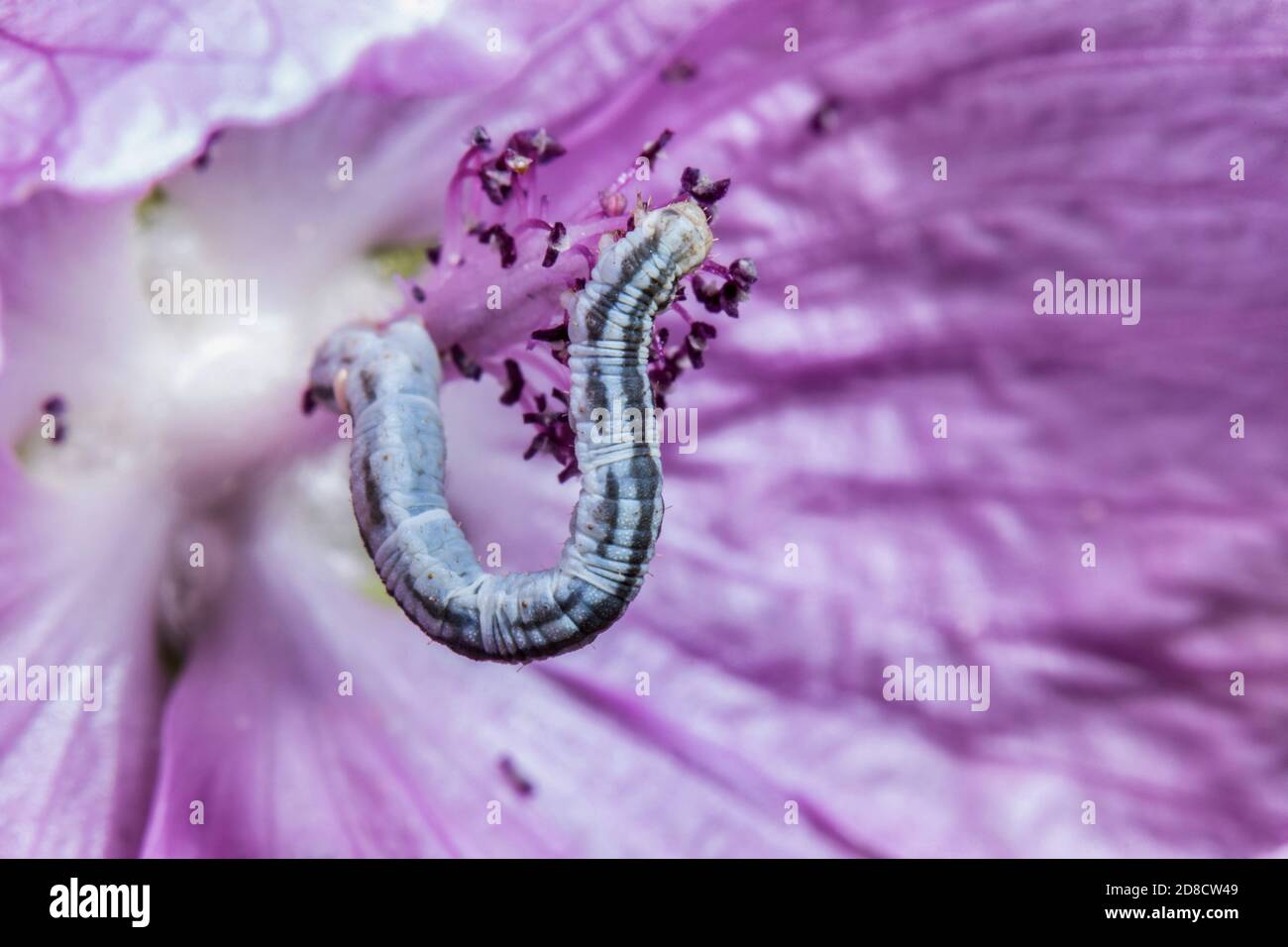 lime-speck pug (Eupithecia centaureata), caterpillar in a pale lilac ...