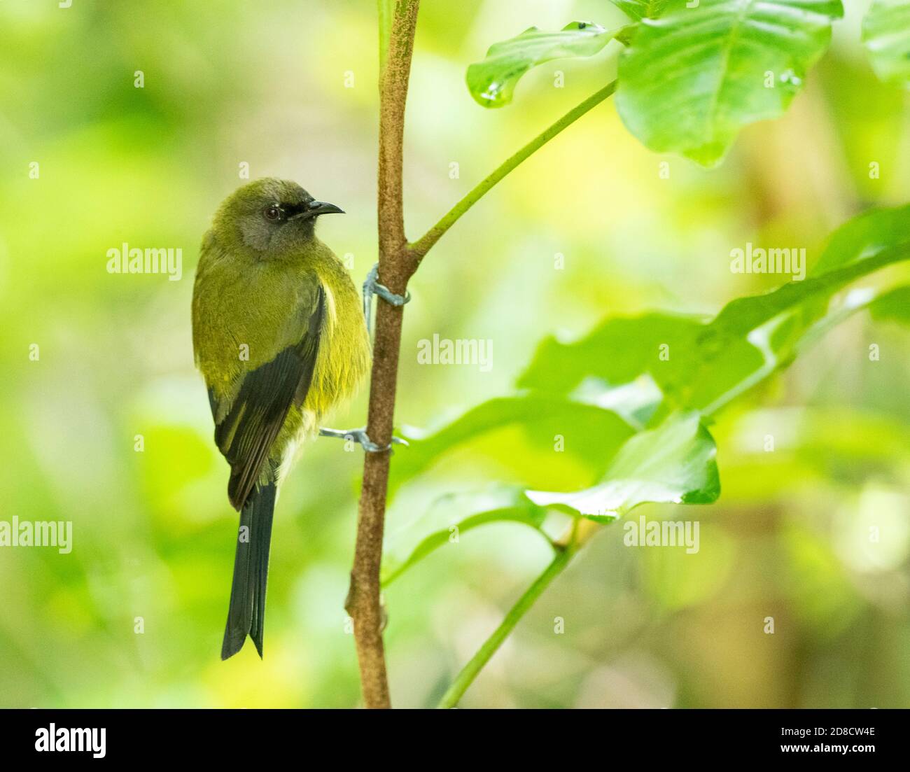 Makomako hi-res stock photography and images - Alamy
