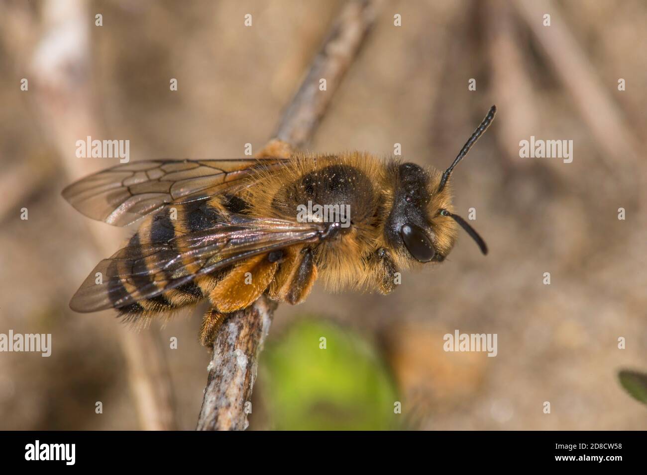 Yellow-legged Mining-bee (Andrena flavipes), female sitting on a twig ...