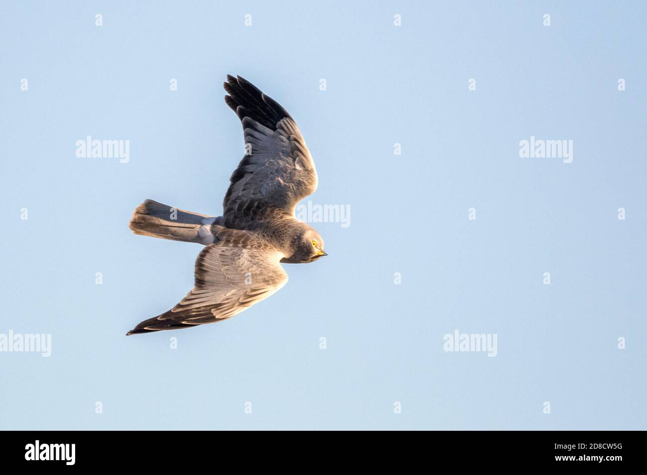hen harrier (Circus cyaneus), subadult male in flight, showing upper ...