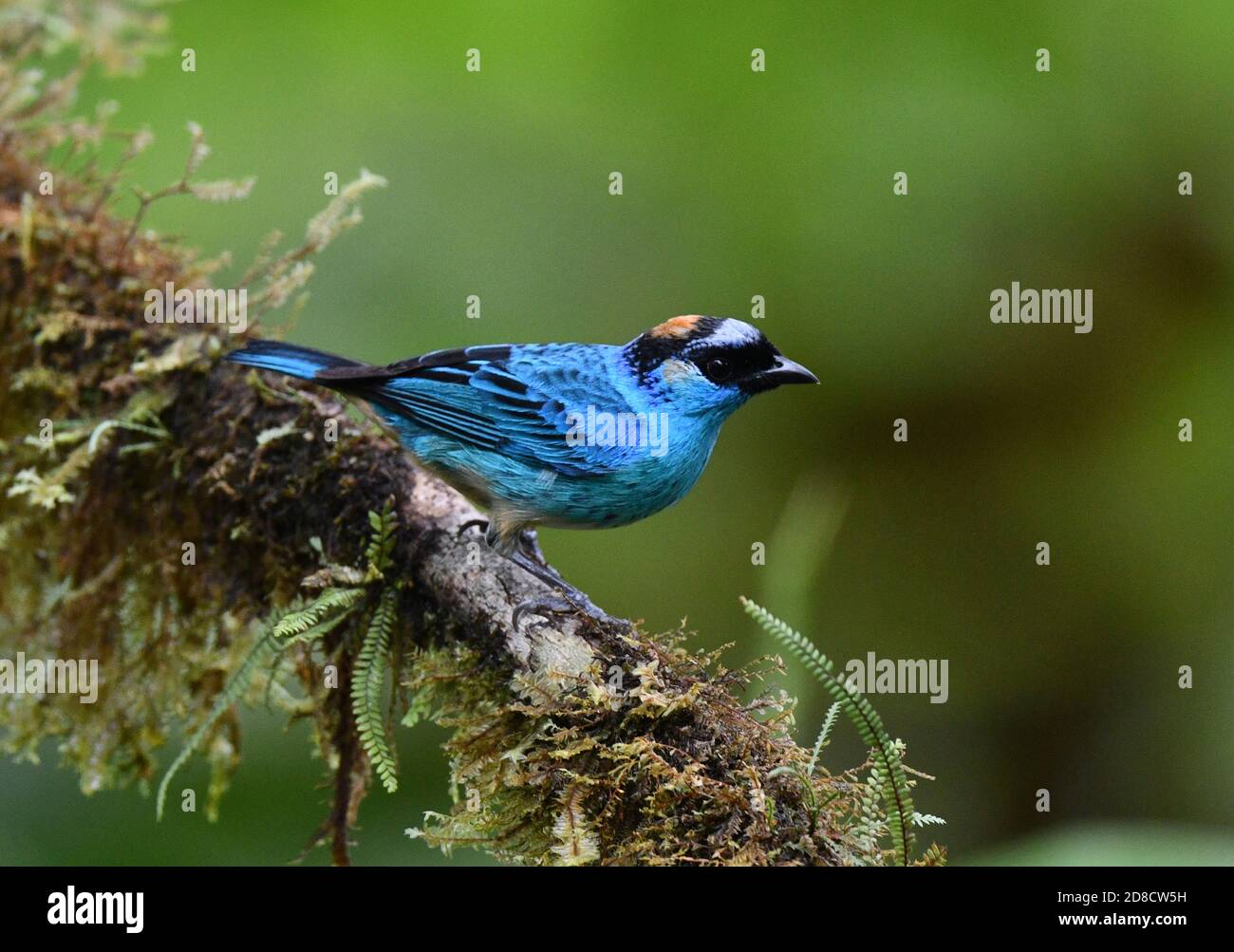 Ecuador flower andes mountain hi-res stock photography and images - Alamy