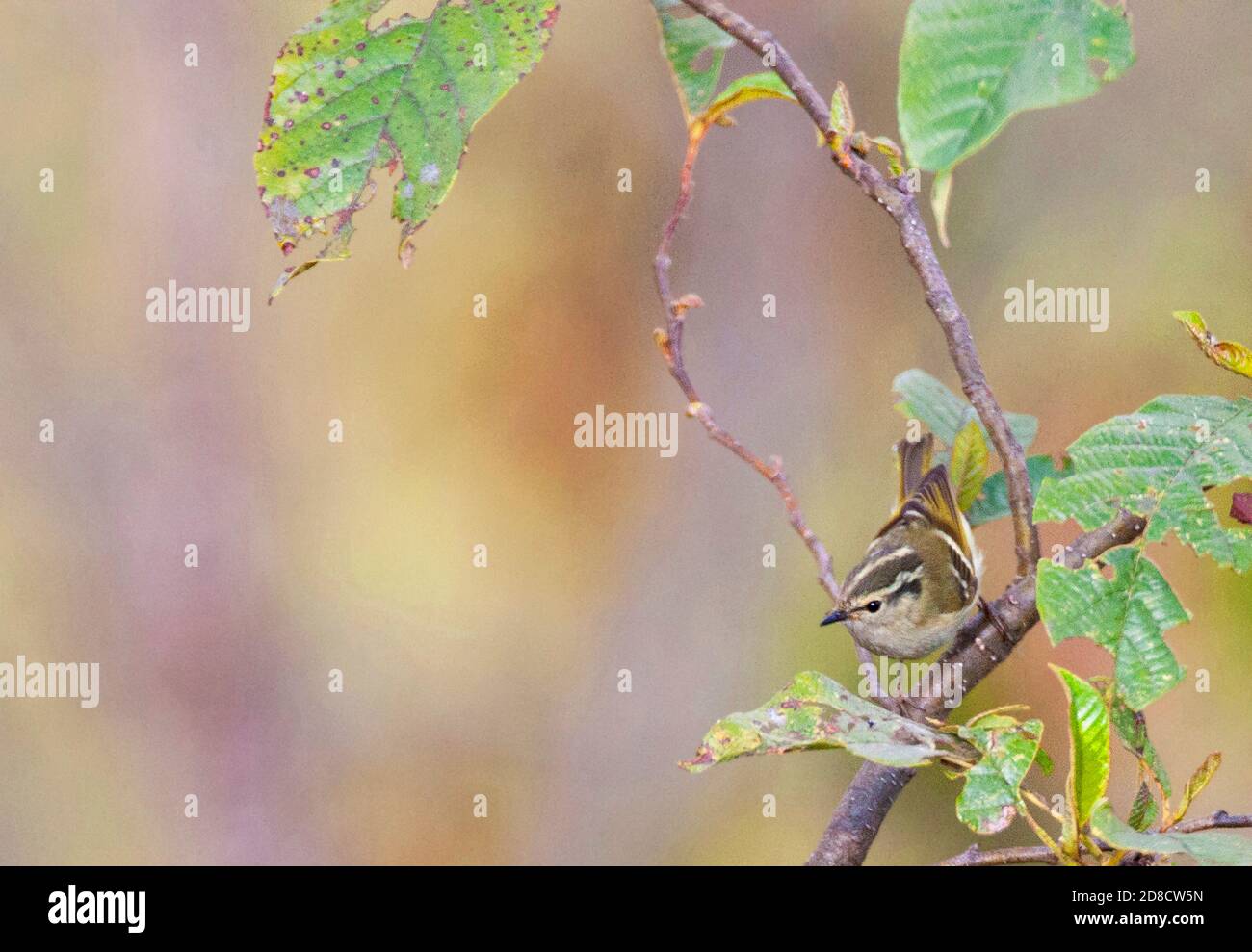 Lemon-rumped Warbler (Phylloscopus chloronotus), perched on a branch in ...