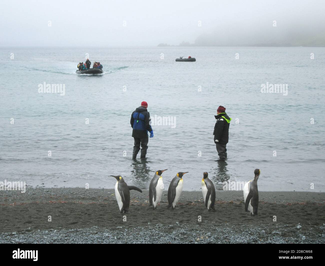 King island tasmania penguin hi-res stock photography and images - Alamy
