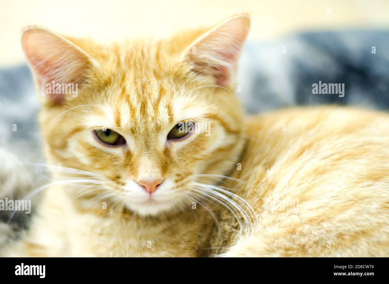 Portrait yellow domestic cat hi-res stock photography and images - Alamy