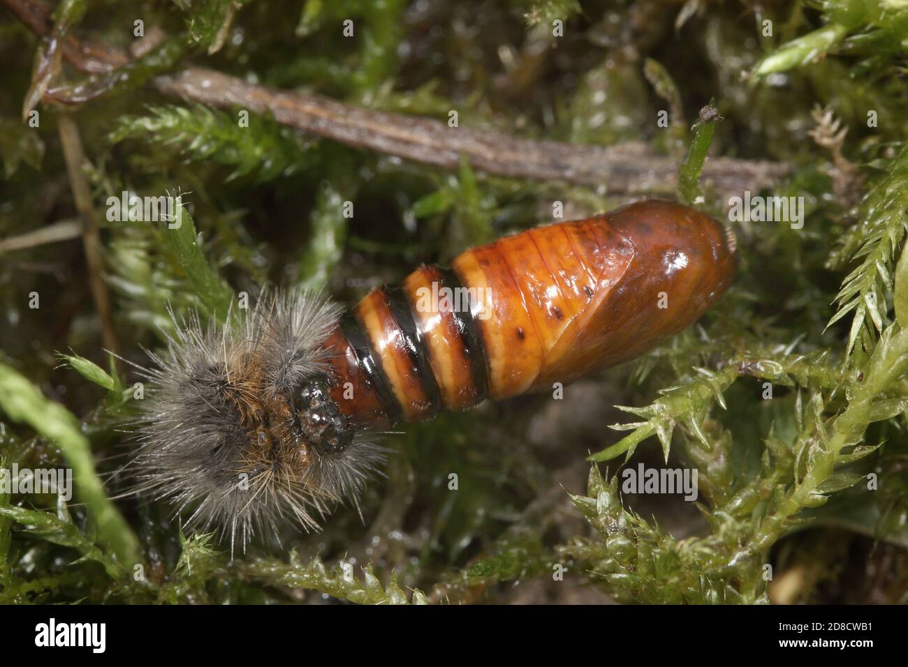Pellicle hi-res stock photography and images - Alamy