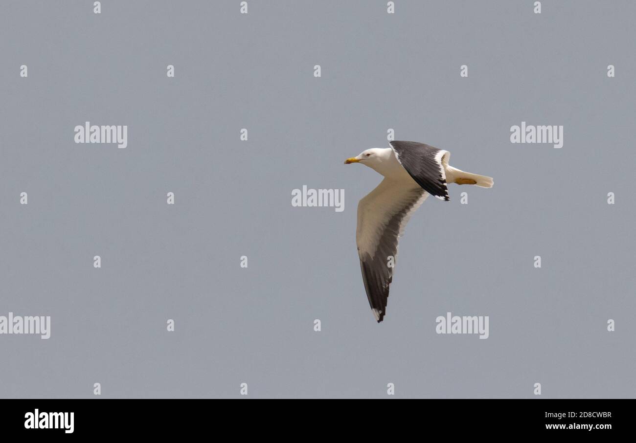 Siberian Gull, Kola Lesser Black-backed Gull, Heuglin's Gull (Larus ...