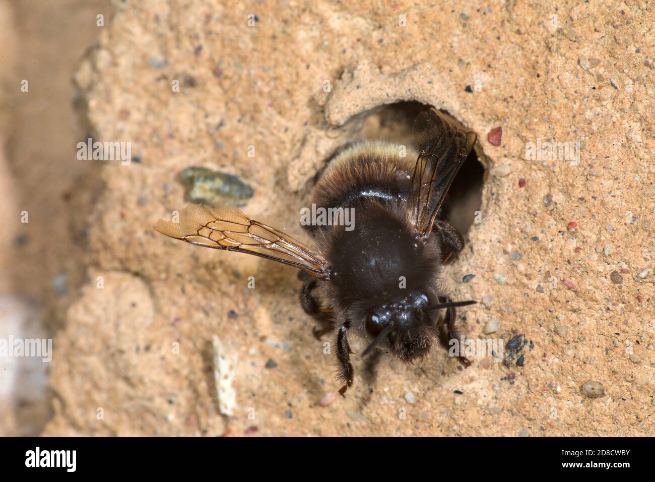 digger bee, hairy footed flower bee (Anthophora plagiata, Anthophora ...