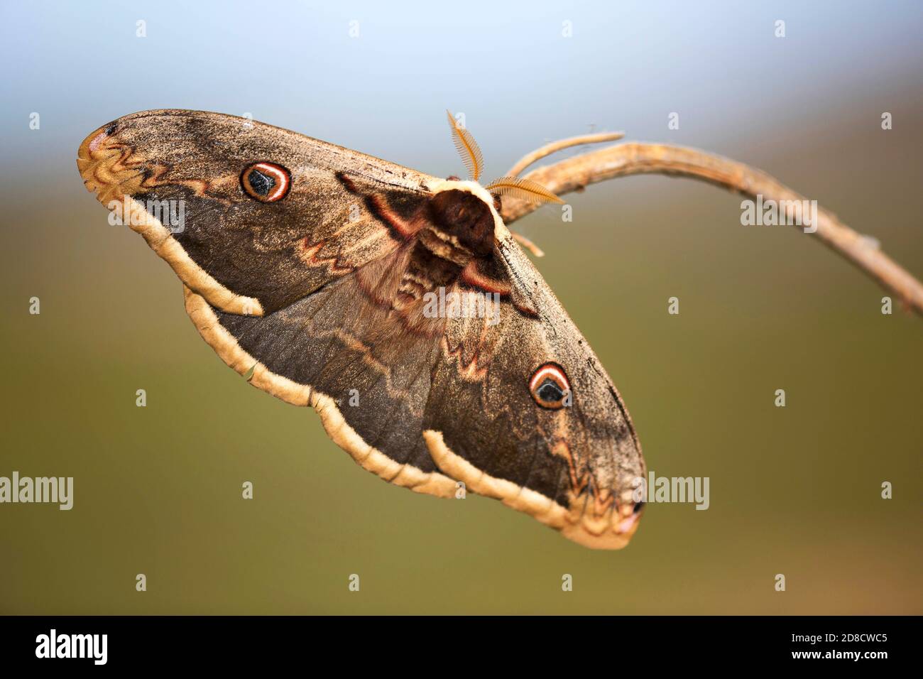 Large Emperor Moth, Giant Peacock Moth, Great Peacock Moth, Giant ...