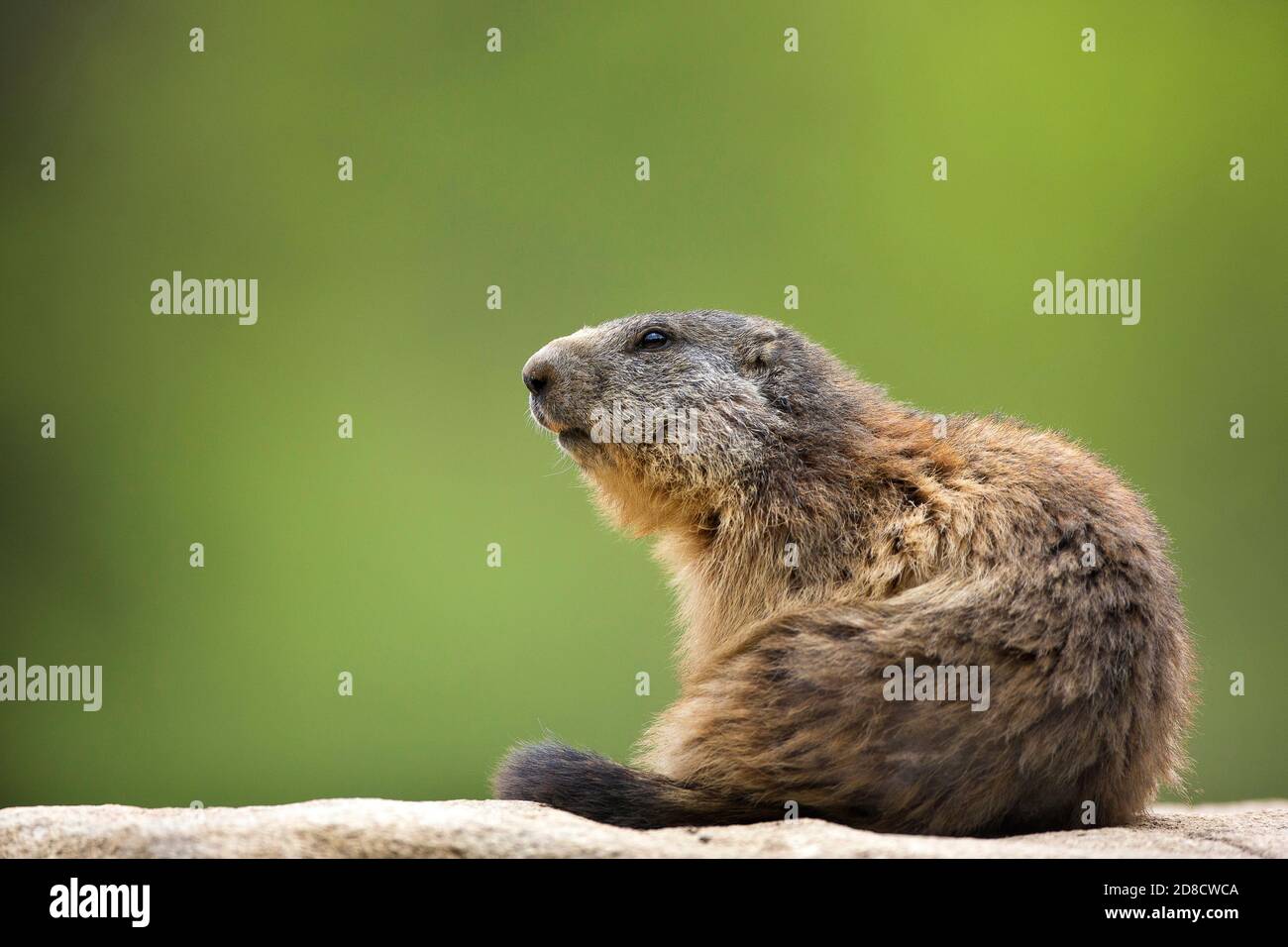 Rodent spain spanish wildlife hi-res stock photography and images - Alamy