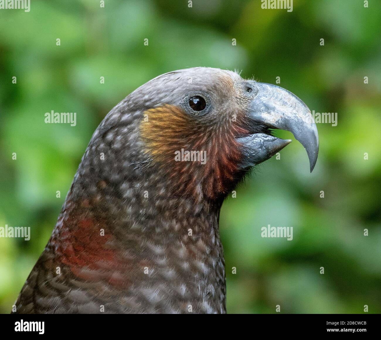 North island kaka (Nestor meridionalis septentrionalis), portrait, side ...