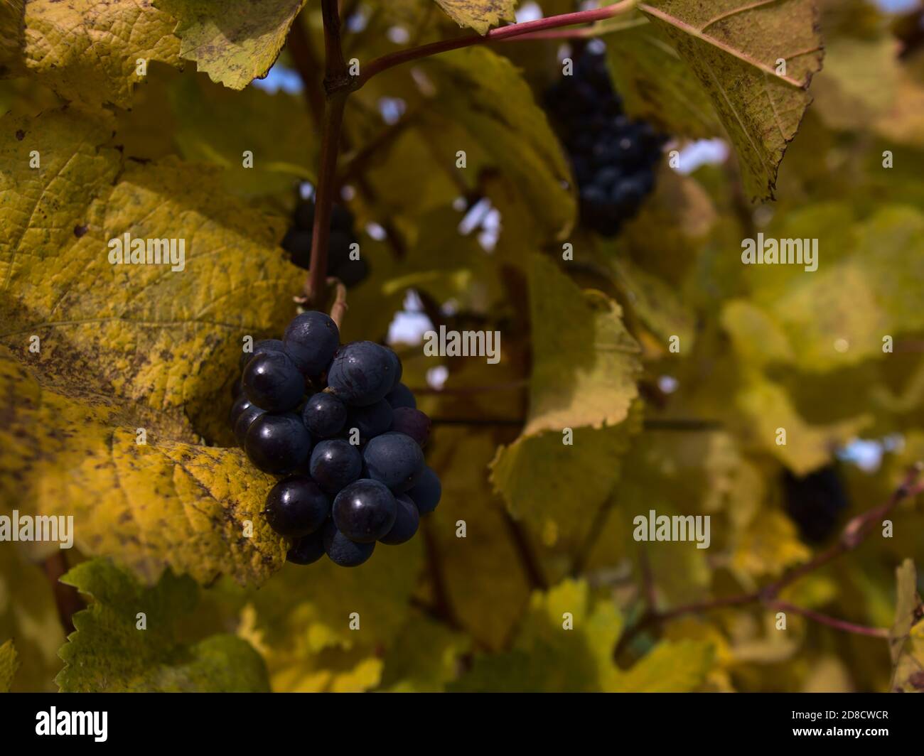 Baden wuerttemberg kaiserstuhl hi-res stock photography and images - Alamy