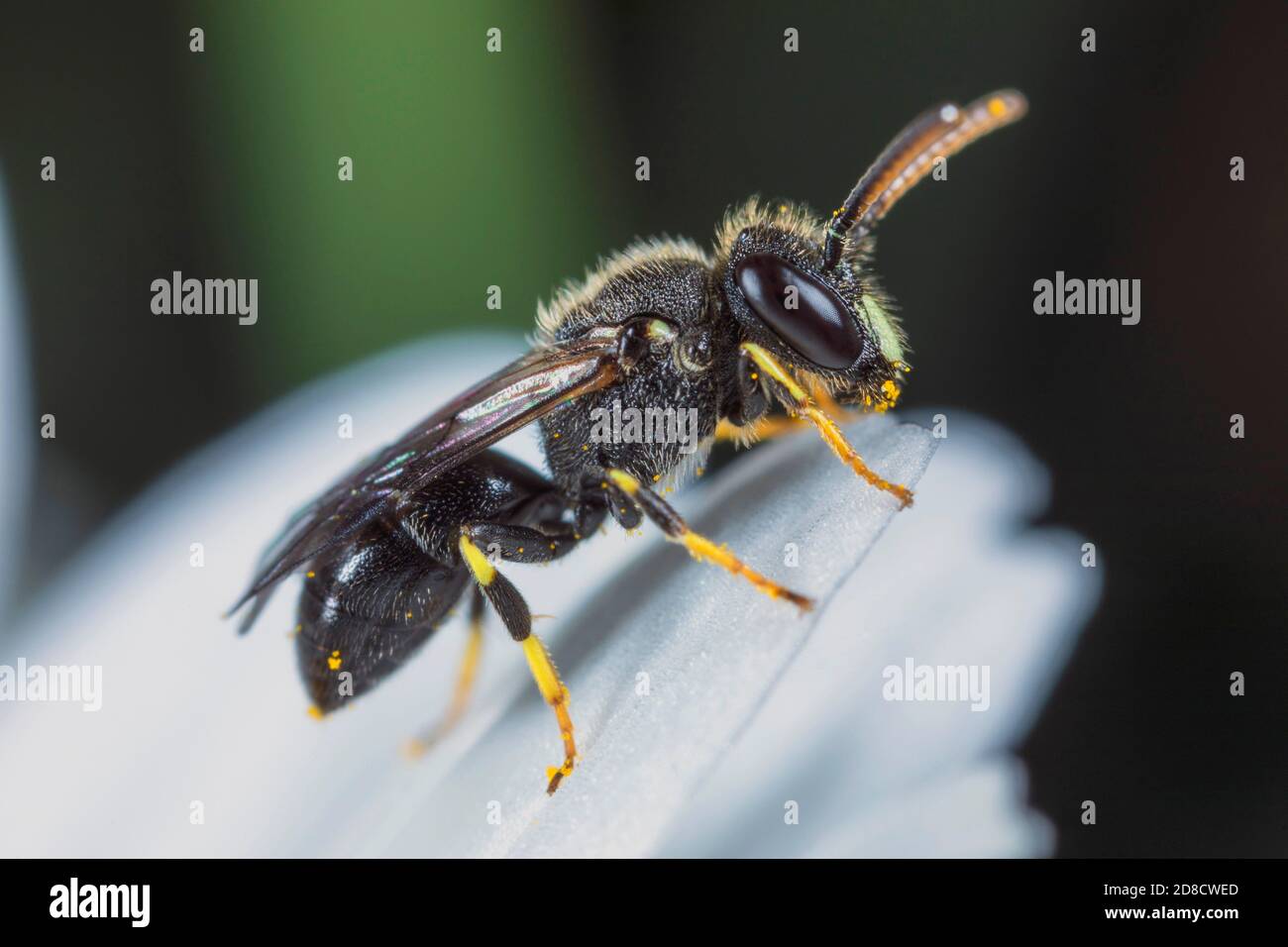Hylaeus punctatus hi-res stock photography and images - Alamy