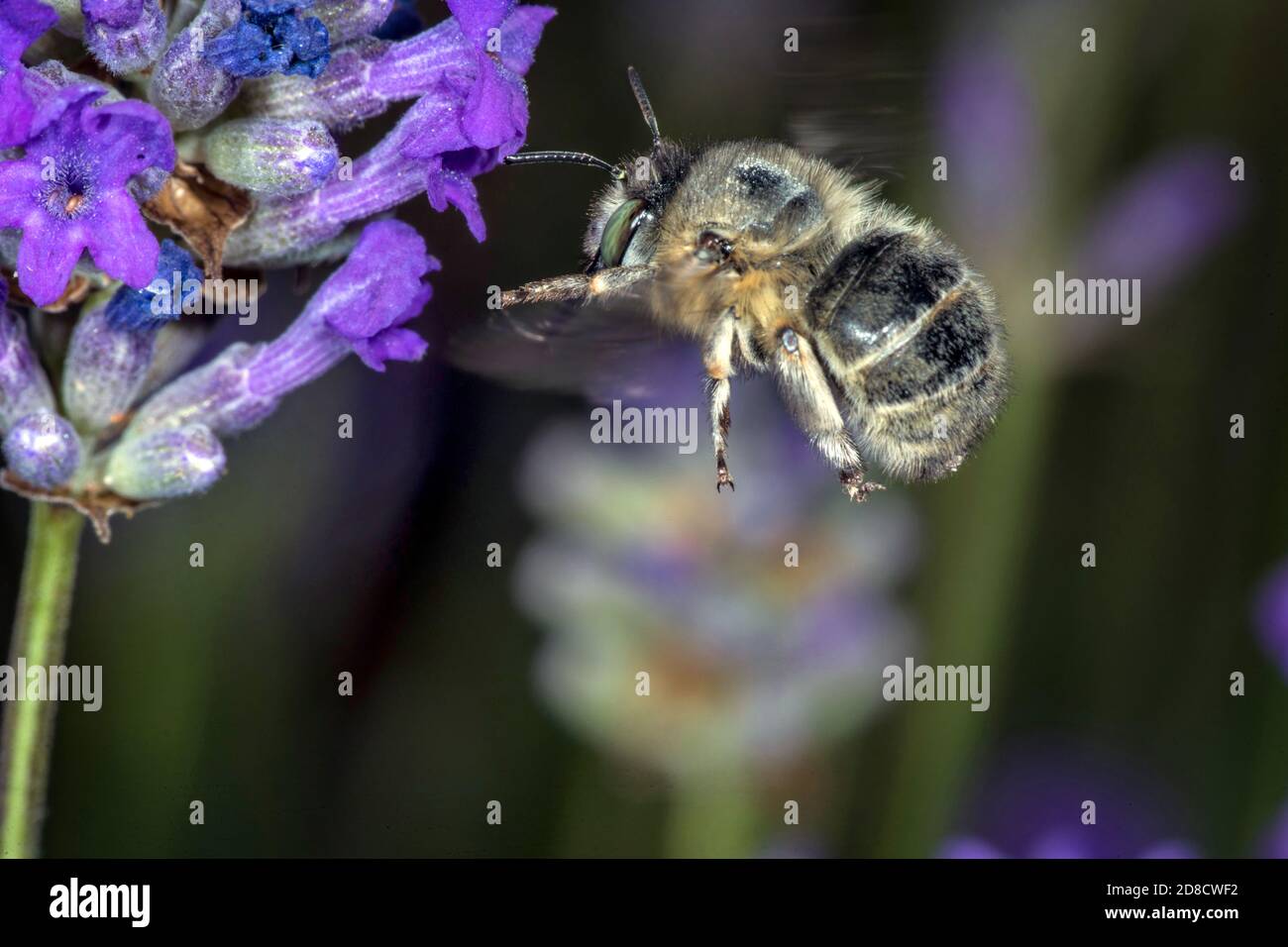 flower bee (Anthophora quadrimaculata), flys to lavendula flowers ...